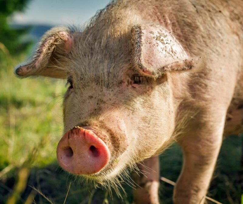 Hog Haven: North Phoenix’s Better Piggies Rescue In Need of Volunteers ...