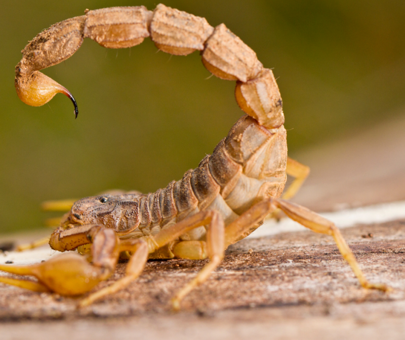Five Facts You Might Not Know About Scorpions - Epic Kids